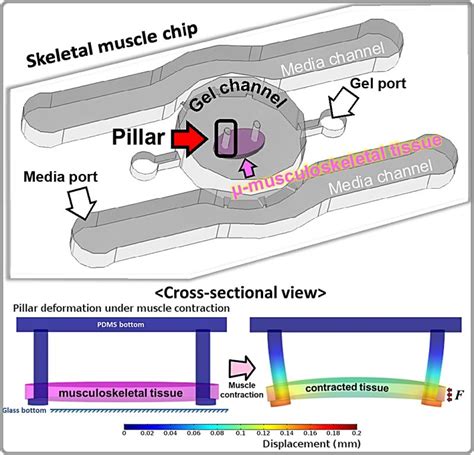 Kaist 조직공학 기술로 골격근 제작한다 파이낸셜뉴스