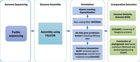 Workflow Genome De Novo Assembly To Achieve A Complete As Possible
