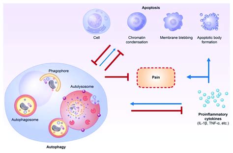 Crosstalk Between Autophagy Apoptosis And Proinflammatory Cytokines