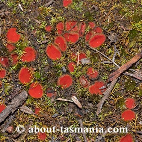 Scutellinia Margaritacea About Tasmania
