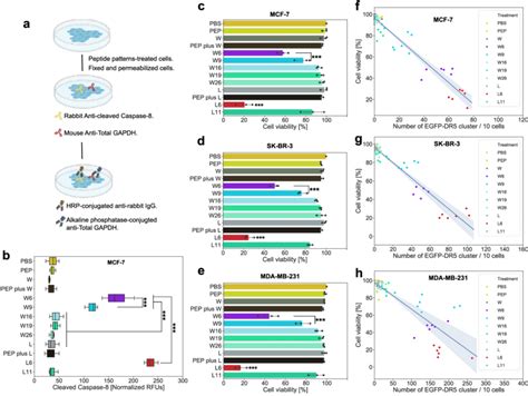 Cell Viability A Workflow Of Cell Based Elisa For Cleaved Caspase 8