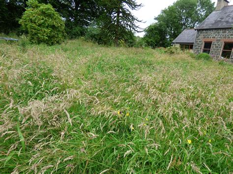 Nellys Garden Dont Mow Let It Grow