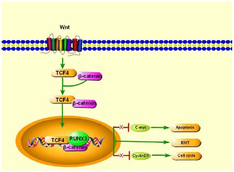 The Effect Of Runx3 During Suppression Of Tumor Metastasis In Wnt
