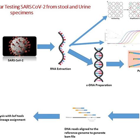 Workflow For Molecular Testing Sars Cov 2 From Stool And Urine