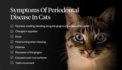 Cat Periodontal Disease Feline Dental Disease Dutch