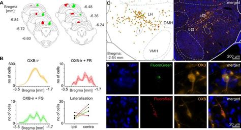 The Lateral Hypothalamus Is The Source Of The Orexinergic Innervation