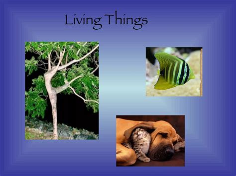 Ecosystems Are Complex Ppt