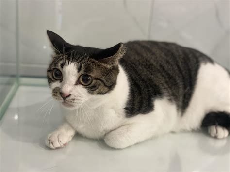 코리안숏헤어 양이 엑조틱크기 터키시앙고라크기 페르시안크기 하이랜드폴드크기 애완견크기 반려견크기 소형견무료입양사이트 중형견무료입양사이트 대형견무료입양사이트 미니비숑프리제무료