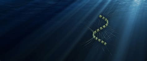 Salinity And Ocean Life