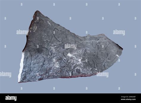 Skolithos Fossil Burrows Made By Worns On Slate Ichnofossil From