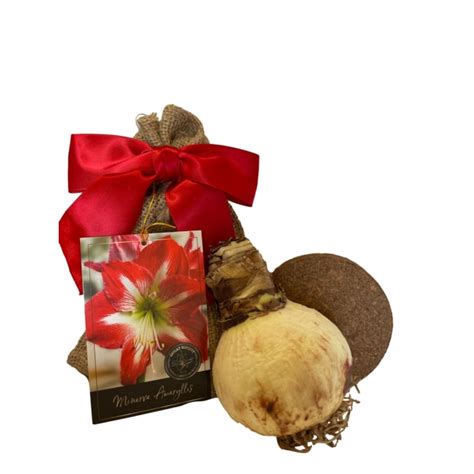 Daylily Nursery Red Amaryllis Plant In 1 Pack Plantable Container 22038