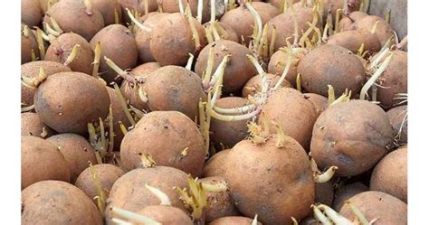 Пазете домашните птици и животни от отравяне Български Фермер