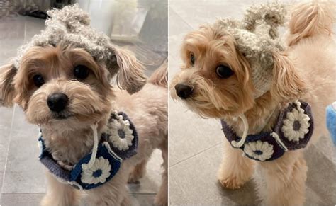 宮脇咲良YB愛犬に編み物プレゼントGDAでコラボ デバク