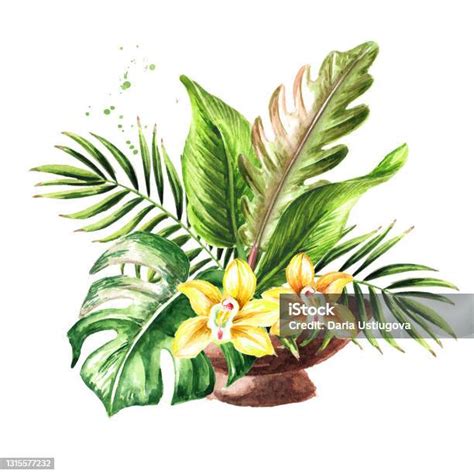 이국적인 열대 또는 정글 식물 꽃다발의 잎과 꽃은 세라믹 꽃병에 흰색 배경에 격리 된 수채화 손으로 그린 일러스트레이션 0명에 대한 스톡 벡터 아트 및 기타 이미지 Istock