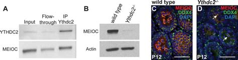 Figures And Data In The Conserved Rna Helicase Ythdc2 Regulates The