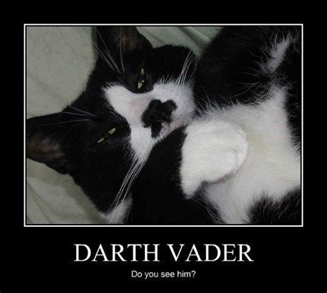 Remembering David Prowse With The Best Darth Vader Cat Memes Darth Vader Cat Cat Memes Memes
