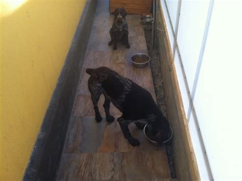 Caini De Vanatoare Dresaj Caini De Vanatoare Vanatoare In Romania 0744348950