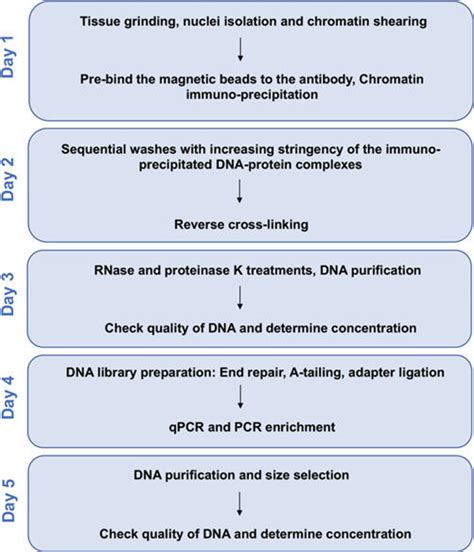 Schematic Representation Of ChIP Seq Procedure Download Scientific Diagram