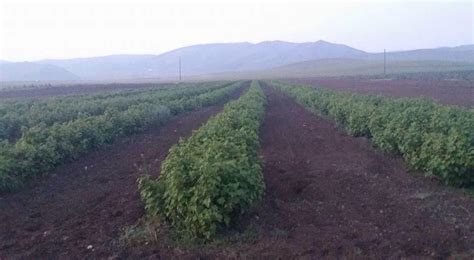 Монголын Үхрийн Нүд Нэрс Жимсний Холбоо