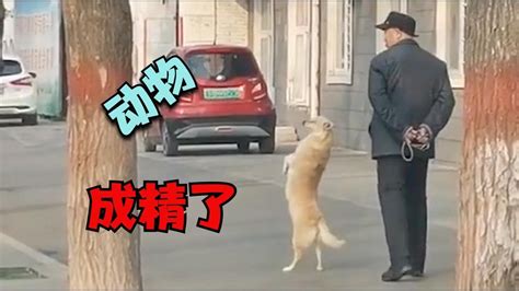 这狗子怕是要成精了 都会直立行走了腾讯视频