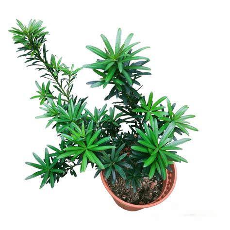 Podocarpus Macrophyllus Yew Pine