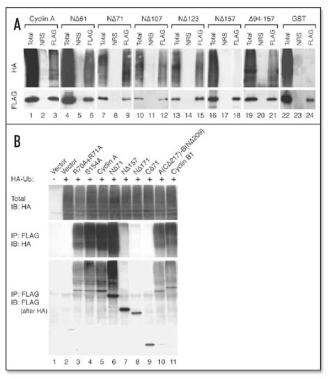 Cyclin A Is Ubiquitinated After Extensive Deletion Of The N Terminal