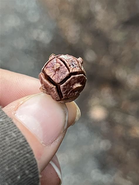 What Kind Of Tree Does This Cone Belong To R Treeidentification