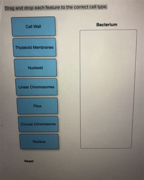 Solved Drag And Drop Each Feature To The Correct Cell Type Chegg