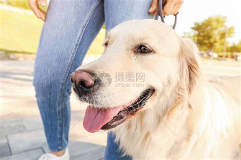 外出玩耍可爱的狗狗高清图片下载 正版图片503829770 摄图网