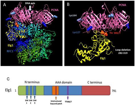 Homology Modeling Of The Elg1 Central Region A A Side View Of The