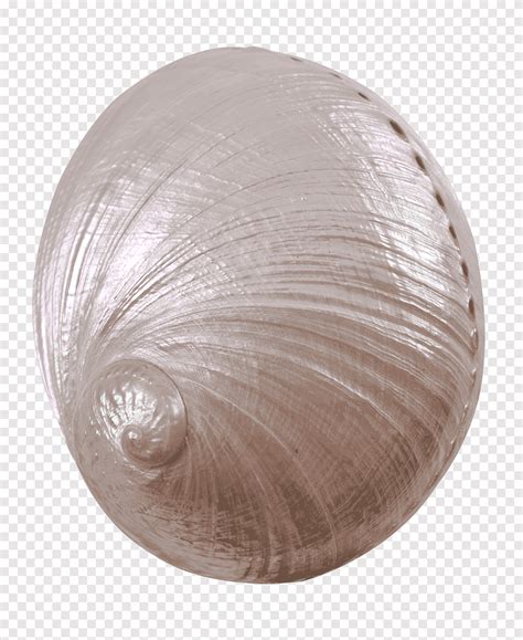 조개 회사 붉은 전복 Haliotis Fulgens 쉘 진주 구 전복 Png Pngegg