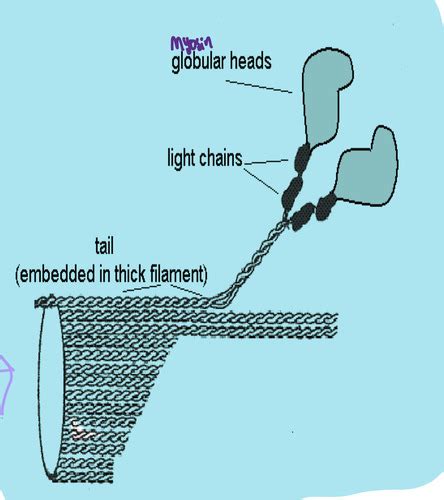 kine 3012 final exam after midterm 2 flashcards quizlet