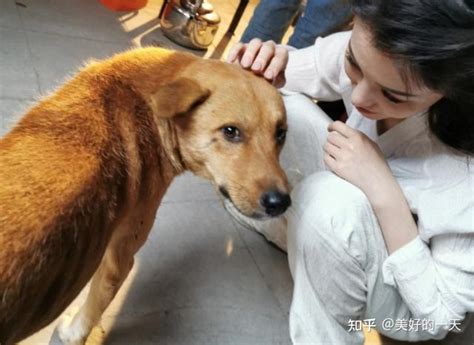 实话告诉你摸狗狗的头它不认为你是在表达爱意 知乎