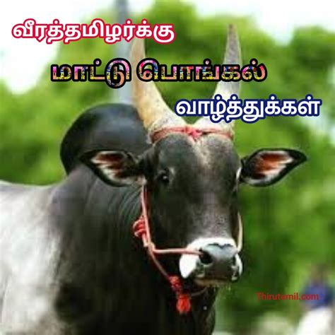 Mattu Pongal Wishes In Tamil 2024 மாட்டு பொங்கல் வாழ்த்துக்கள் 2024