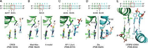 Comparison Of C Ebp Related Bzip Transcription Factors Bound With Download Scientific Diagram