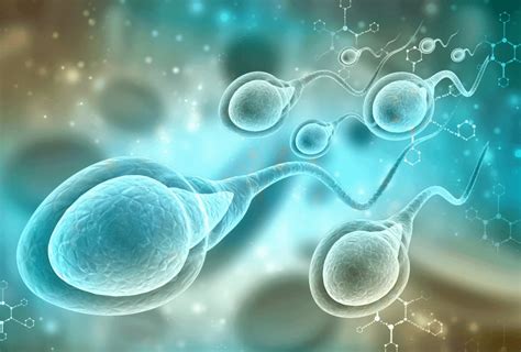 How Is Semen Made And How Does Ejaculation Work R SemenScience