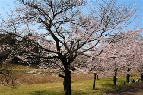 真人公園の桜桜まつり 東北の桜の名所と見ごろ2014年