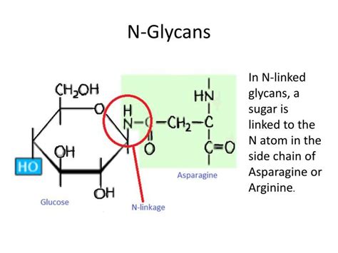 Ppt Evolution Of Glycan Diversity And Cellular Organization Of Glycosylation Powerpoint