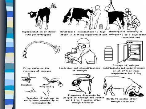 Biotechnology In Livestock Improvement Ppt