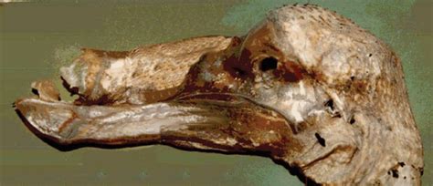 Dodo Bird Fossil