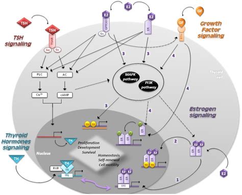 Signaling Pathways In Follicular Cells Are Shown The Main Regulators