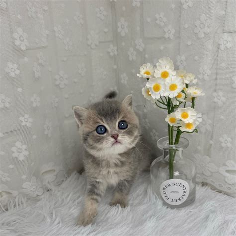 브숏분양 브리티시숏헤어분양 브리티시롱헤어분양 고양이분양 고양이무료분양 고양이책임분양 고양이안심분양 먼치킨분양 스코티시폴드분양 러시안블루분양 페르시안분양 아비니시안분양 코리안