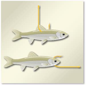 Minnow Missouri Fishing Guide