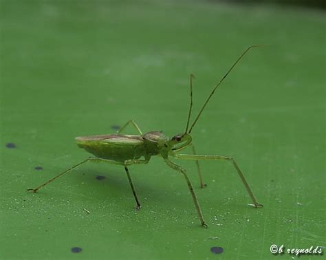 Minnesota Seasons Pale Green Assassin Bug
