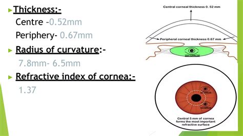 Anatomy Of Cornea Pptx