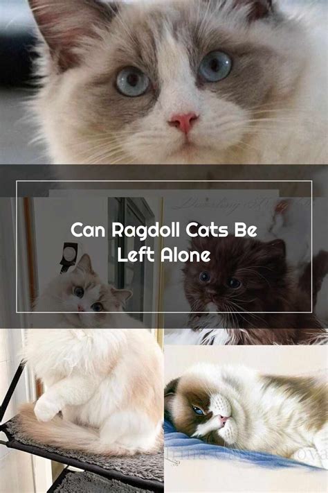 Ragdoll Cats Can Ragdoll Cats Be Left Alone Ragdoll Cat Ragdoll Cats