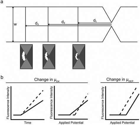 A Mathematical Model Of Dielectrophoretic Data To Connect Measurements With Cell Properties Pmc