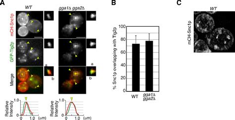 Figures And Data In The Yeast Endocytic Earlysorting Compartment