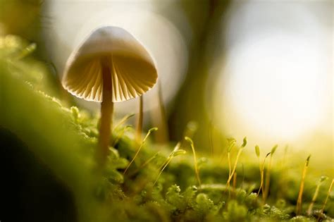 Capturing Macros In Nature