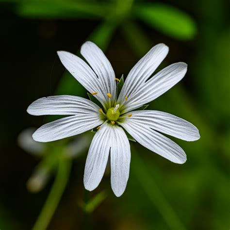 계절 꽃 꽃가루 꽃봉오리 꽃잎 나뭇잎 녹지 농촌의 라벨라 라벨레라 홀로스테아 매크로 바디무어 히스 별꽃 봄 비도시 색깔 섬세한 세라슘 스티치